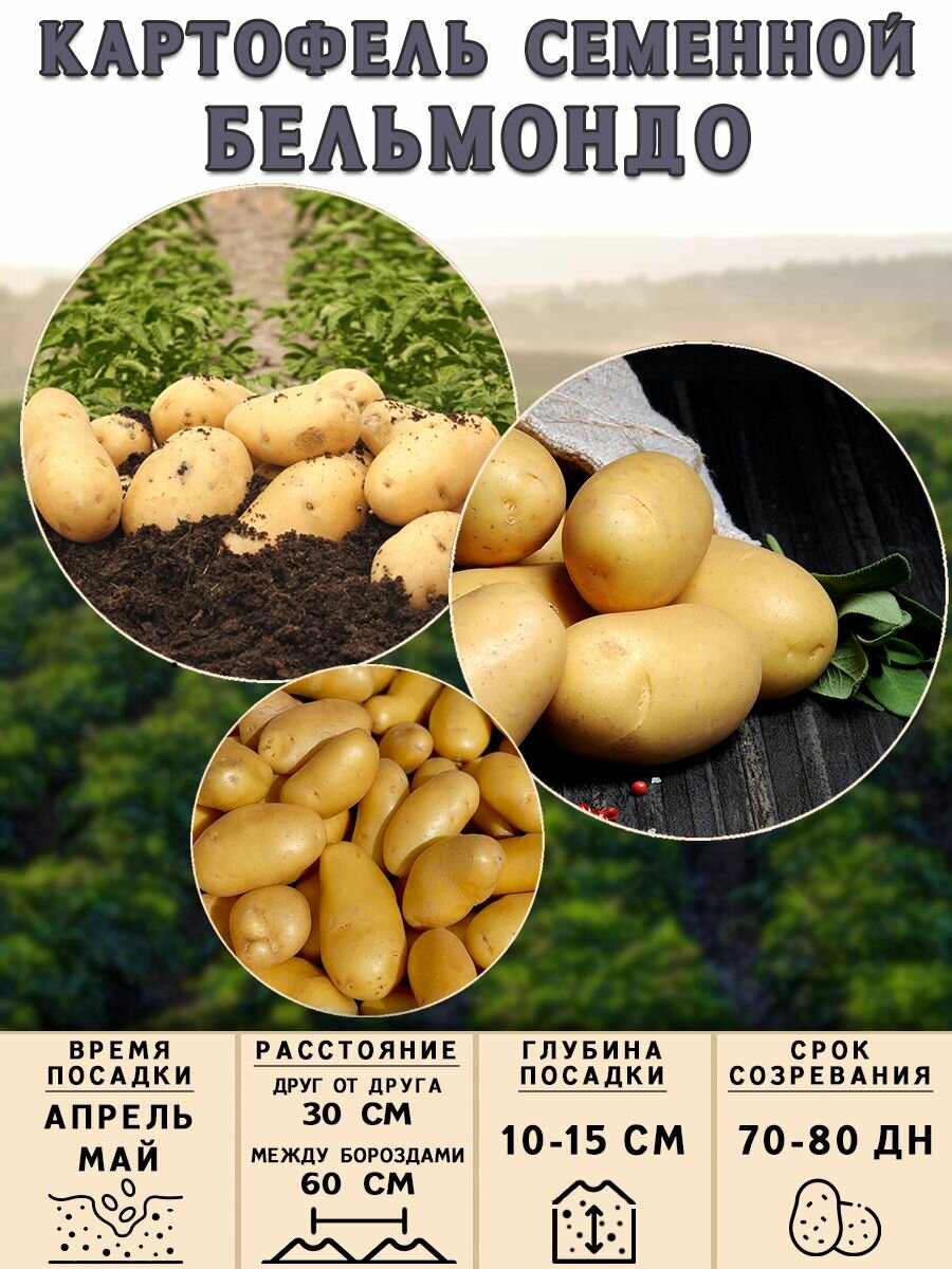 Клубни картофеля на посадку Бельмондо (суперэлита) 5 кг Среднеранний ...