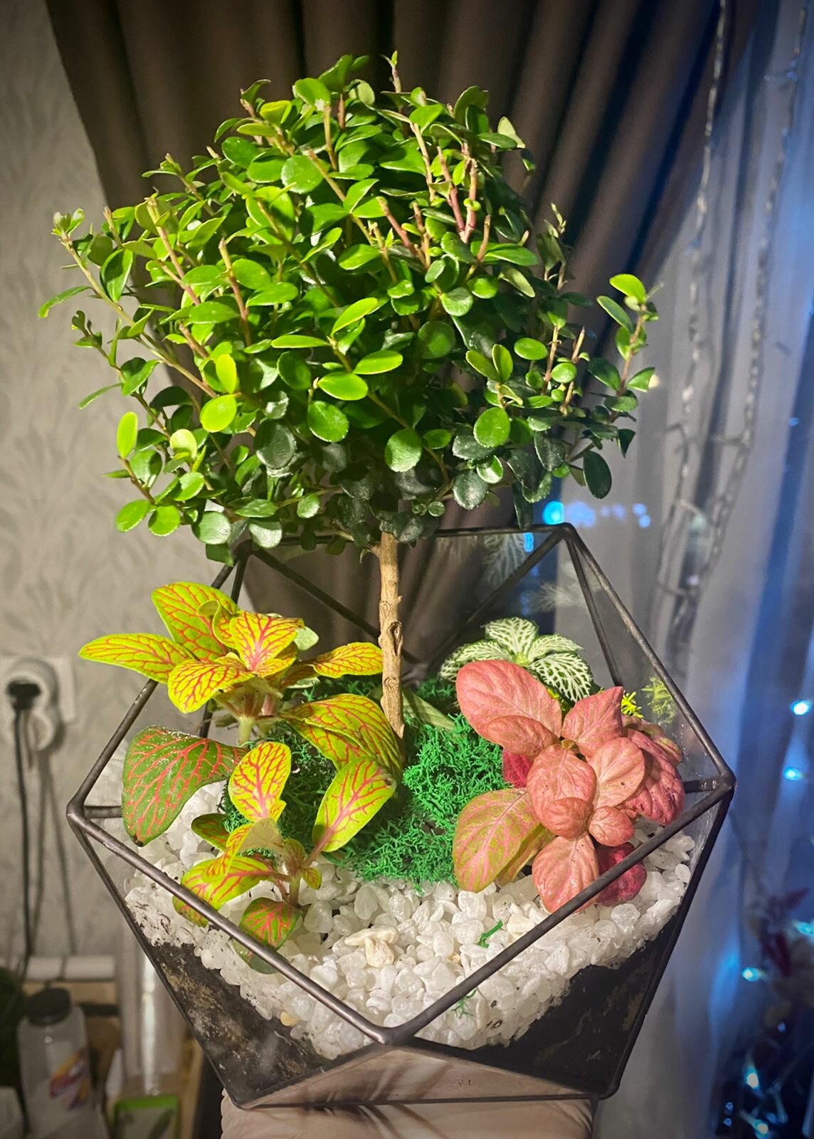 "Миртовый Остров" - флорариум