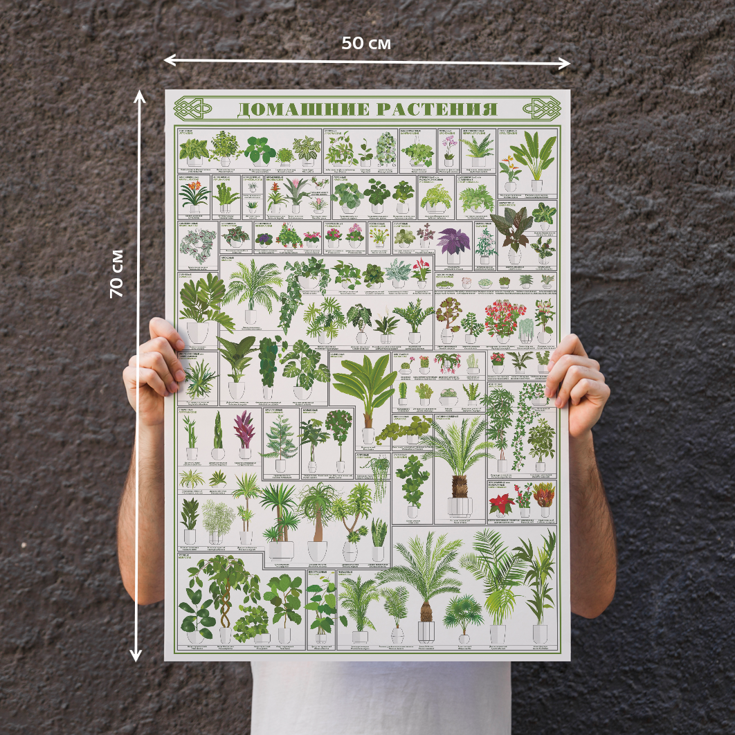 Постер, плакат для интерьера "Домашние растения" 70х50