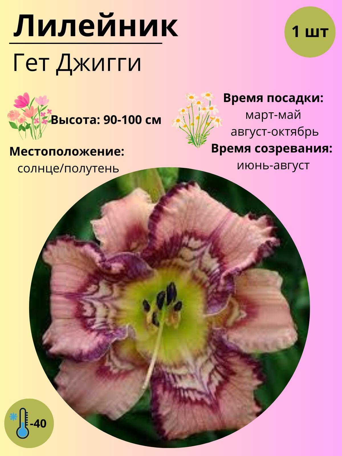 Лилейник Гет Джигги, многолетние цветы