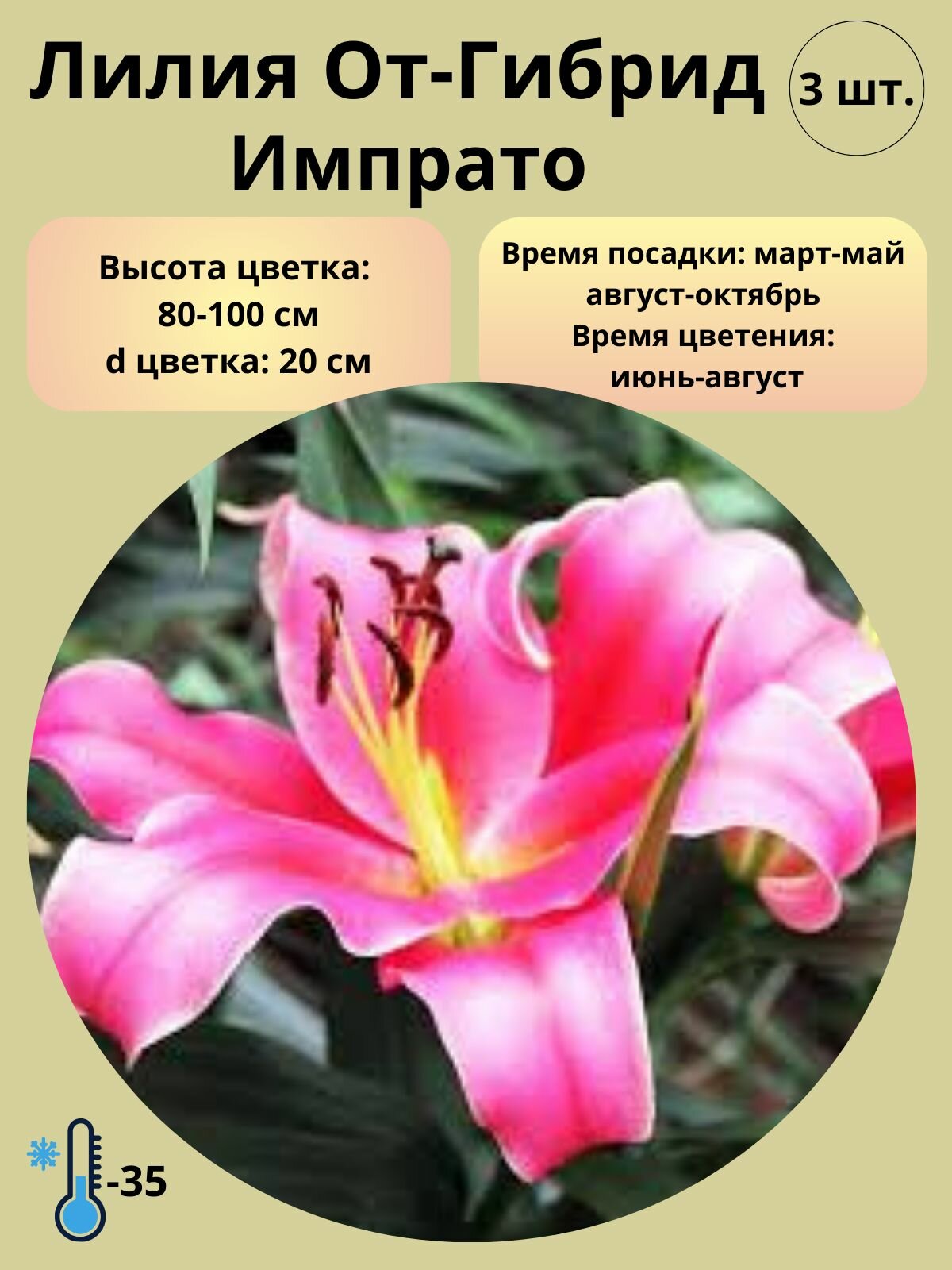 Луковицы Лилии от-гибрид, 3 шт