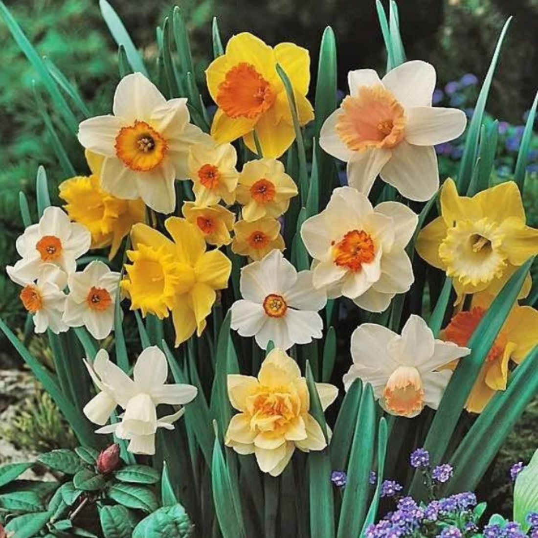 Луковицы цветов, Chipollino flowers, Нарциссы смесь (5 луковиц)