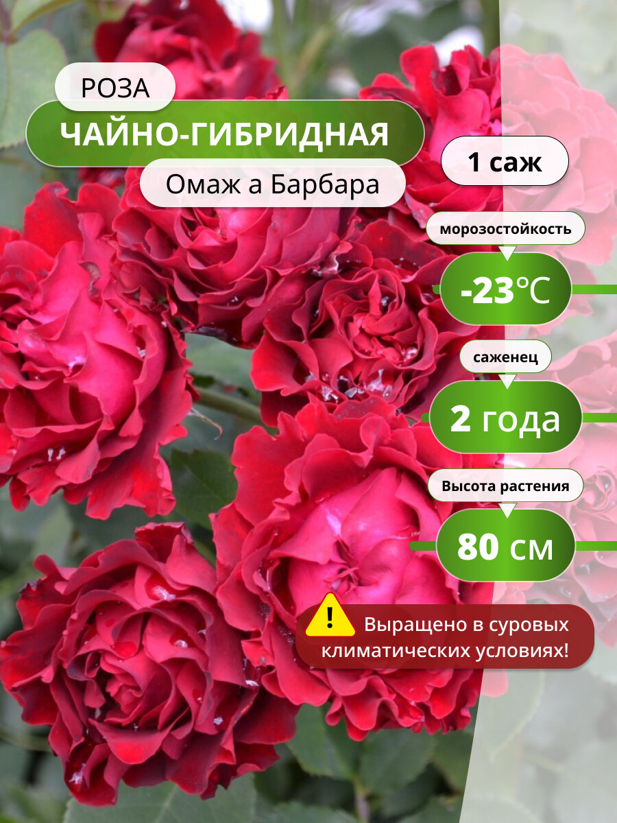 Роза чайно-гибридная Омаж а Барбара (Hommage a Barbara) / 1 шт, розы