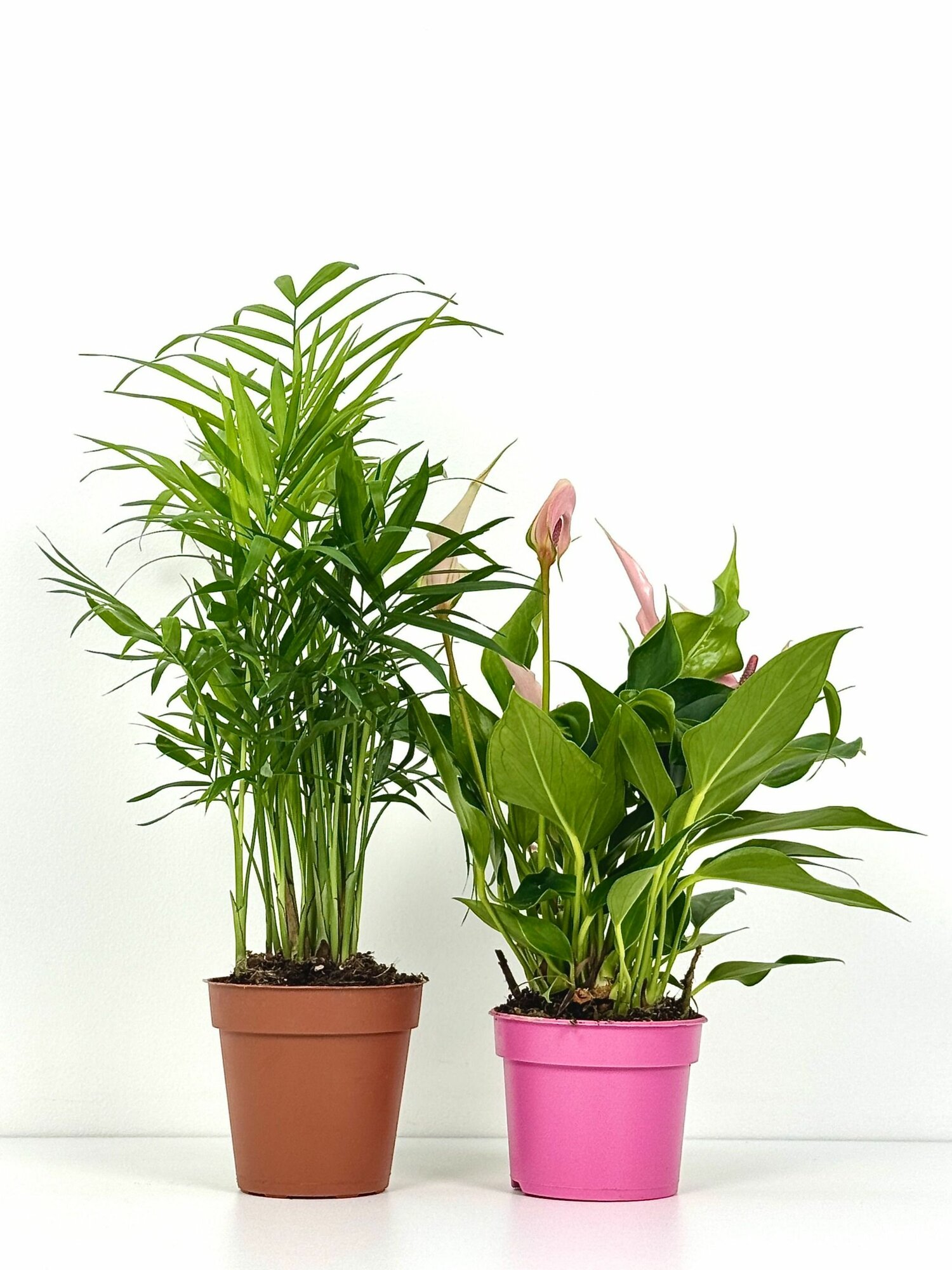 Набор 2 растения Пальма Хамедорея Антуриум Лилли в горшке D9 (живые растения)