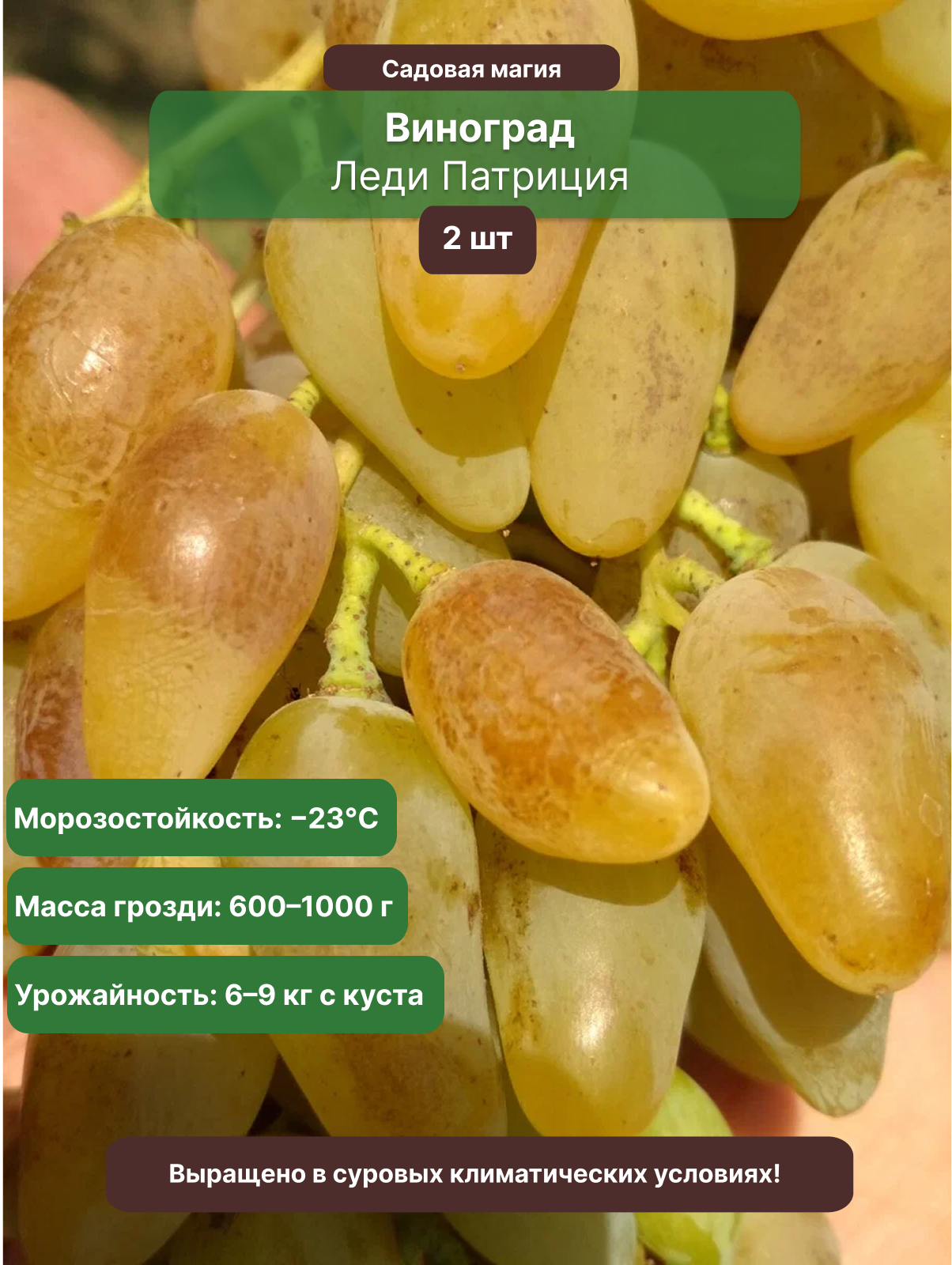 Виноград Леди Патриция 2 шт / многолетний, морозостойкий сорт