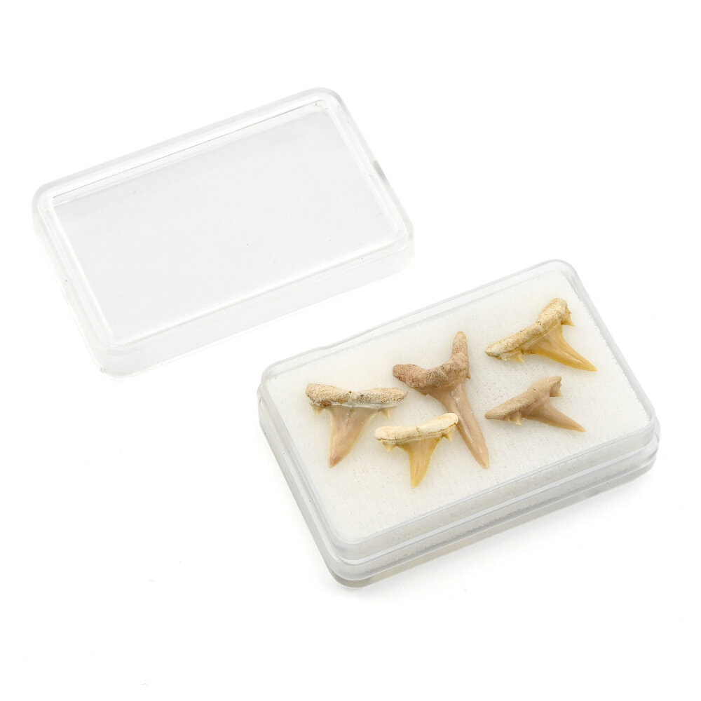 Зубы акулы "Carcharias" 5шт. в блистерной упаковке .