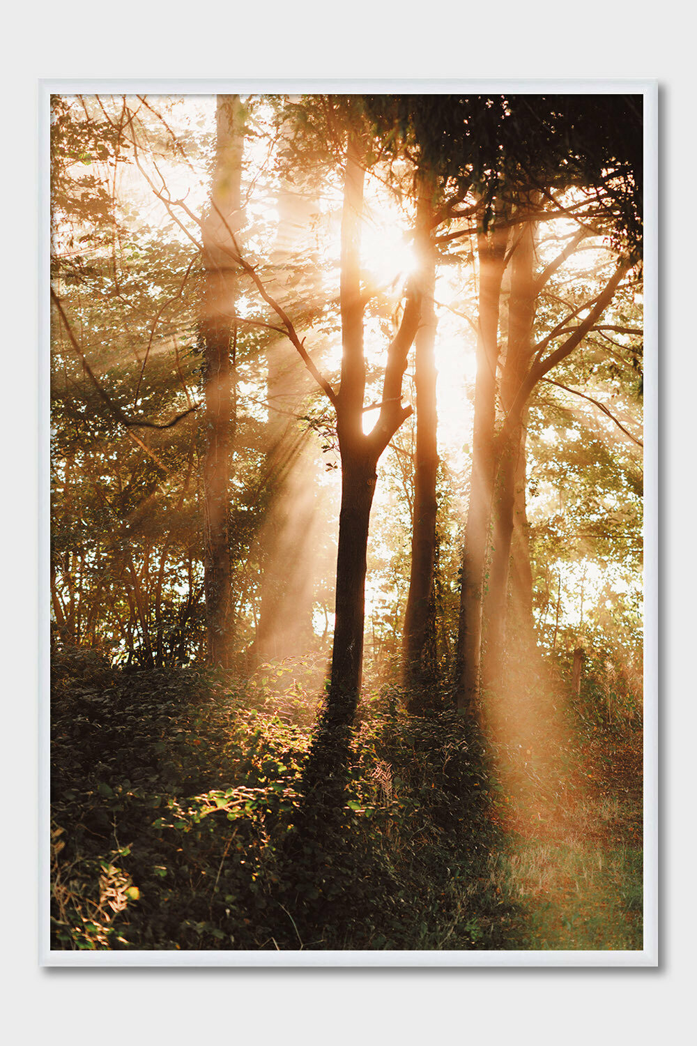 Постер для интерьера Postermarkt Лучи солнца в лесу, 40х50 см в белой рамке