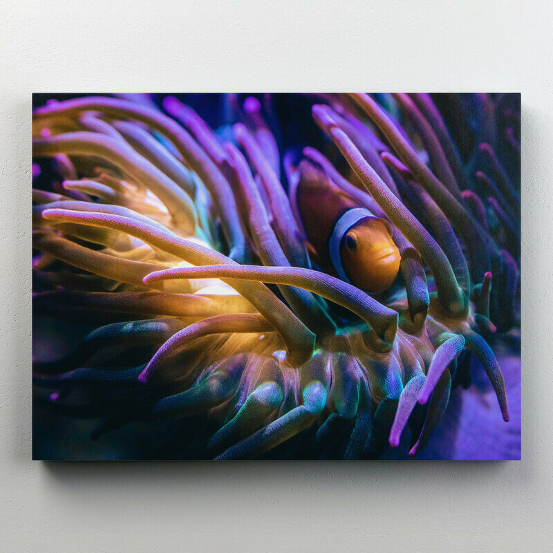 Интерьерная картина на холсте "Рыбка клоун №2", размер 60x45 см