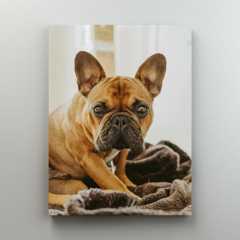 Интерьерная картина на холсте "Французский бульдог палевого окраса" размер 22x30 см