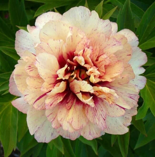 Пион All That Jazz 1 шт.