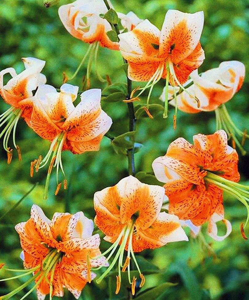 Лилия Леди Элис 1 шт