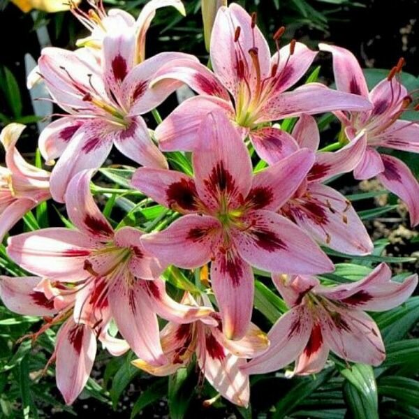 Лилия Леди Элайн 1 шт