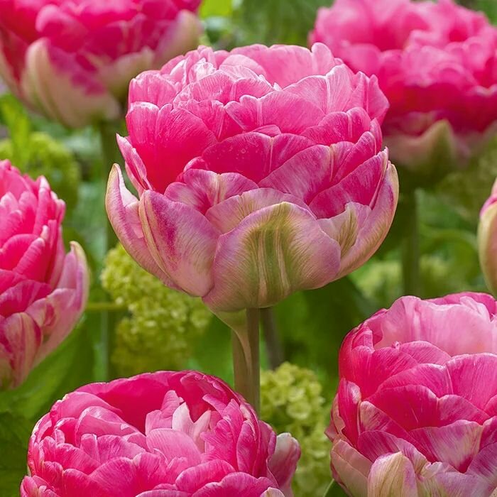 Тюльпан Пинксайз 5 шт.