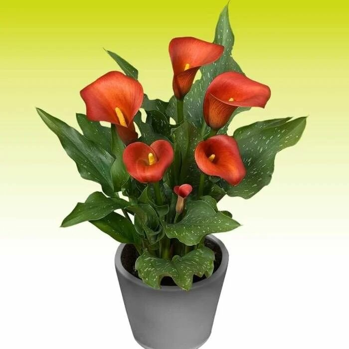 Калла Капитан Мурано 1шт