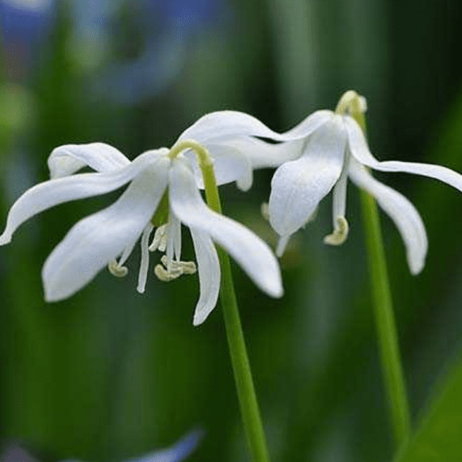 Пролеска Сибирская Альба (10 луковиц), Нидерланды