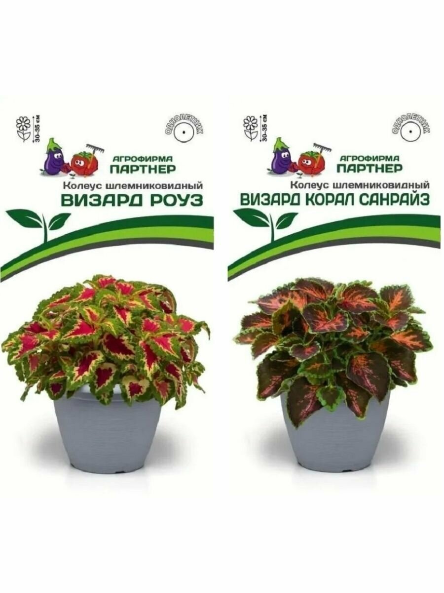 Колеус визард Роуз + Корал Санрайз, по 10 семян