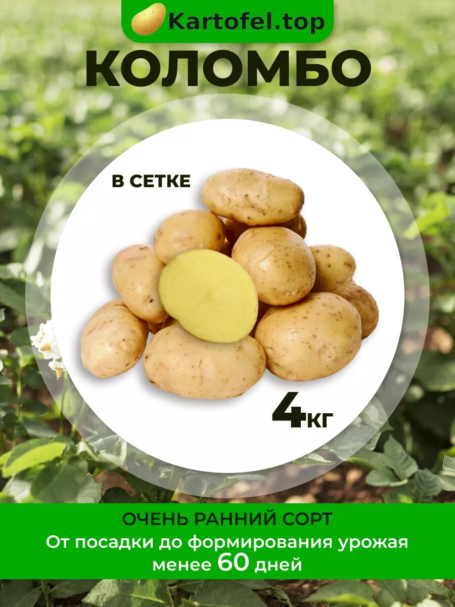 Картофель семенной на посадку Коломбо 4 кг