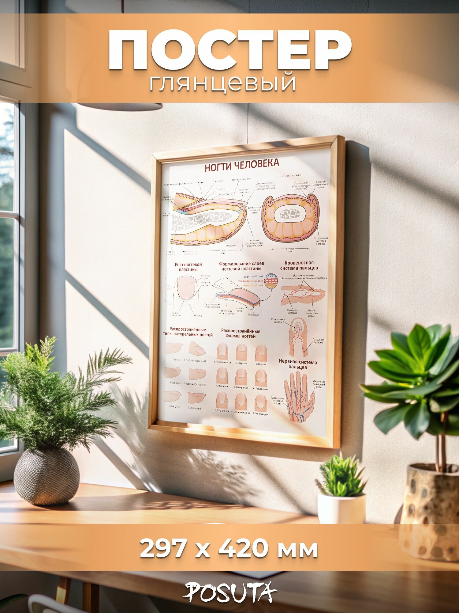 Информационный плакат Ногти человека