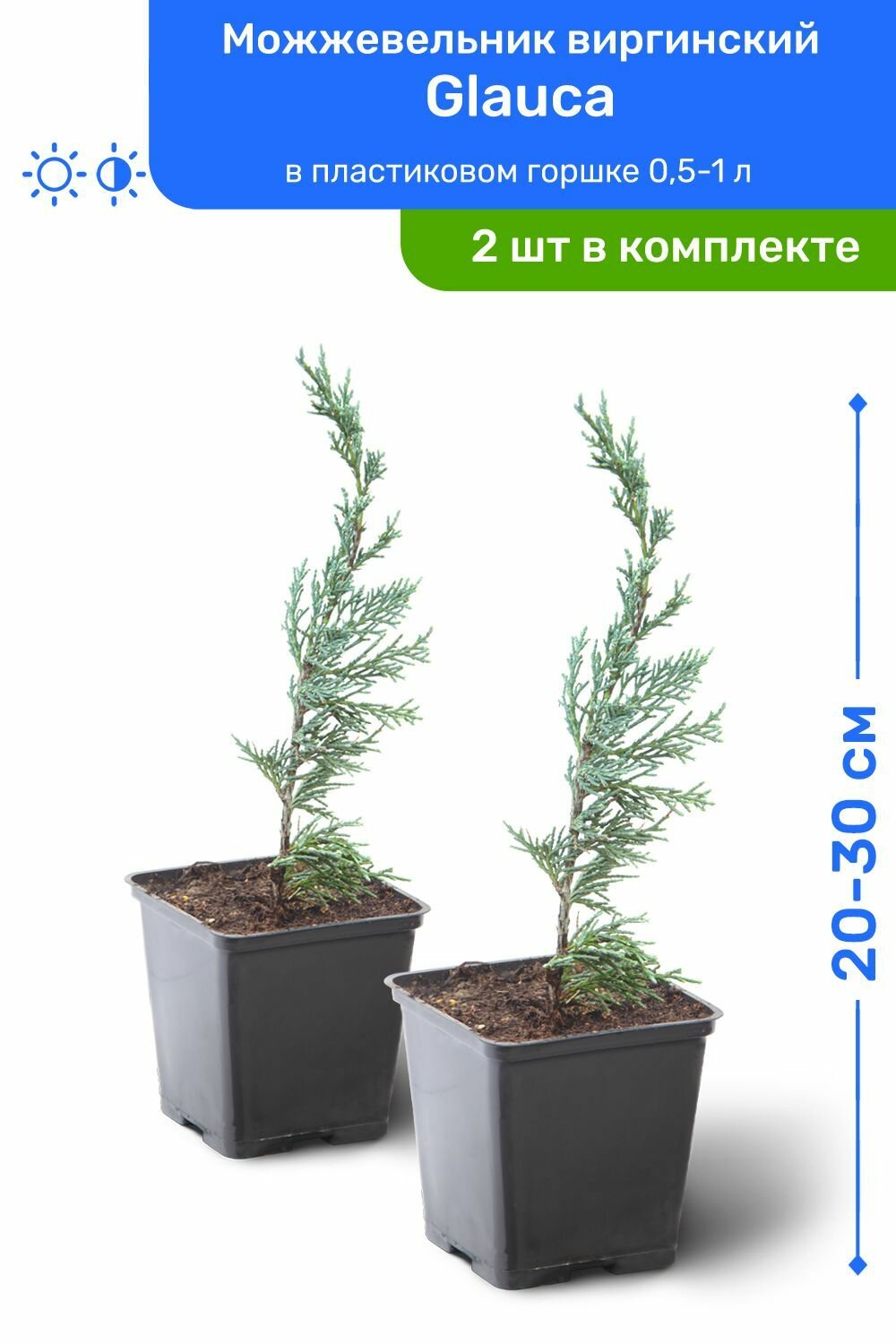 Можжевельник виргинский Glauca 20-30 см в пластиковом горшке 0,5-1 л, саженец, хвойное живое растение, комплект из 2 шт