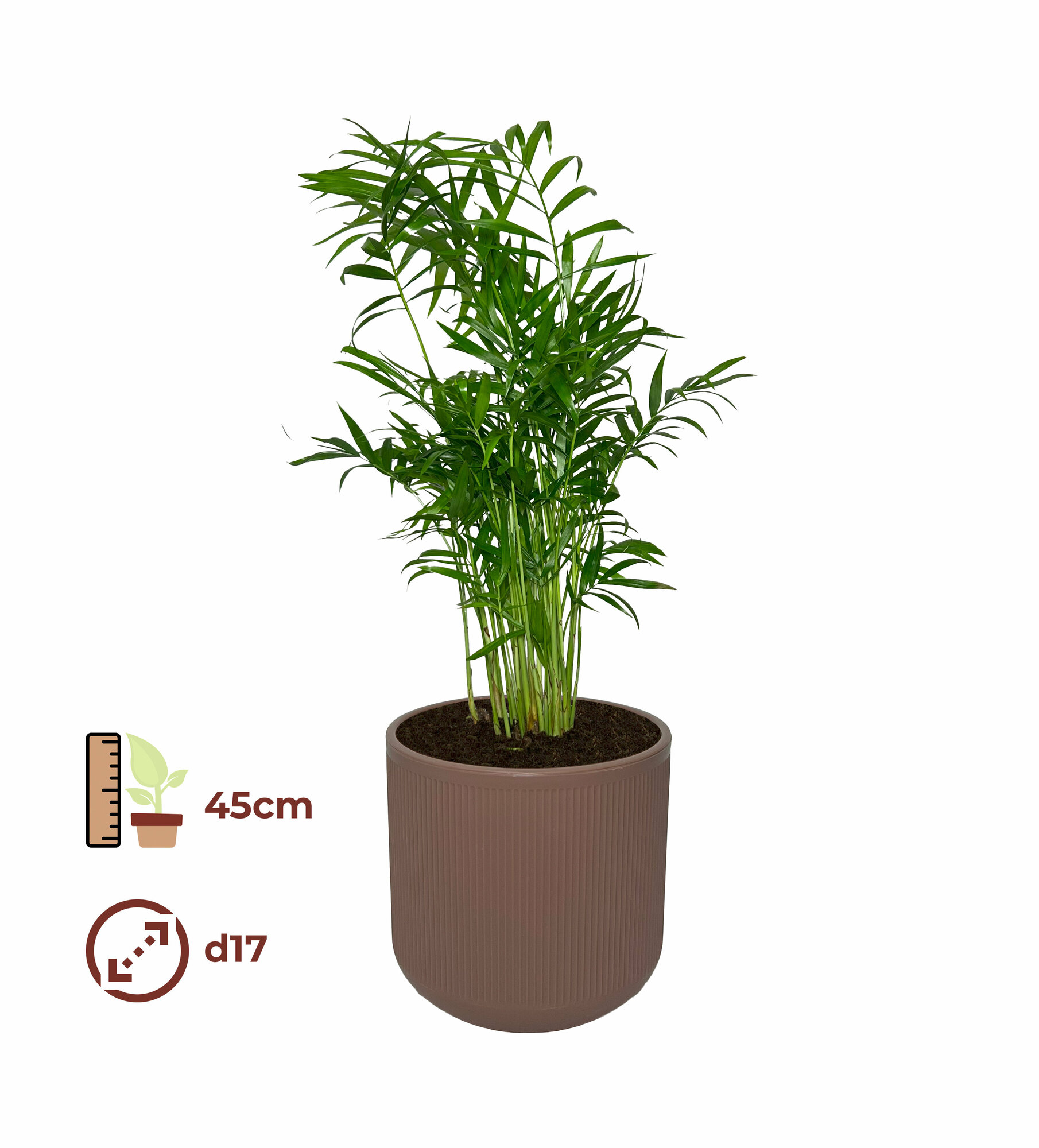 Хамедорея 17/45, цвет кашпо инжир