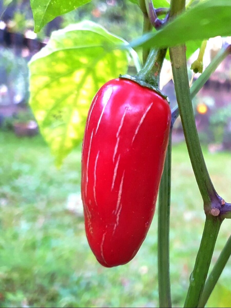 Семена Острый перец Jalapeno Jumbo, 5 штук