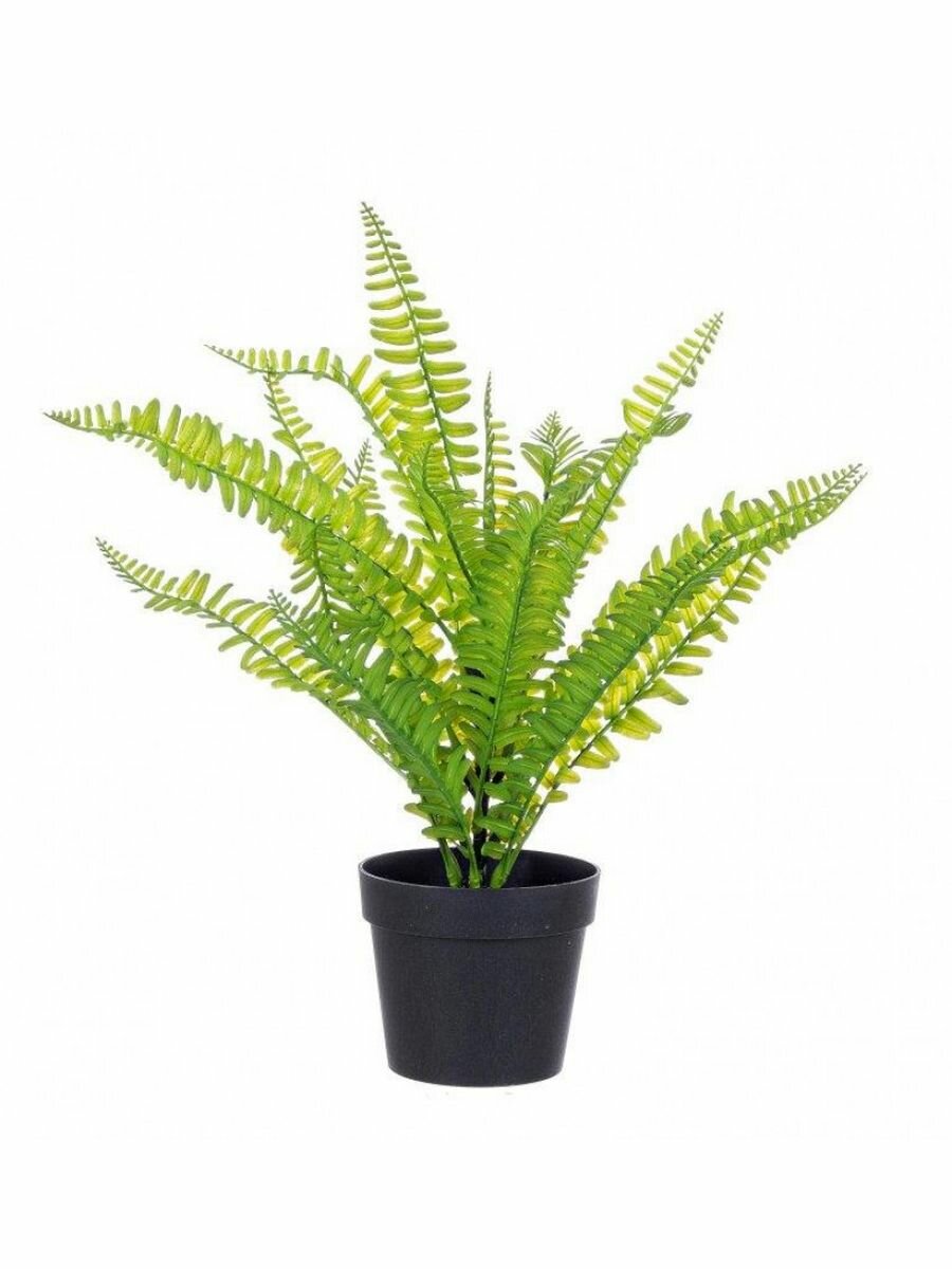 Растение декоративное BIZZOTTO CYATHEA FERN 0171050 400h