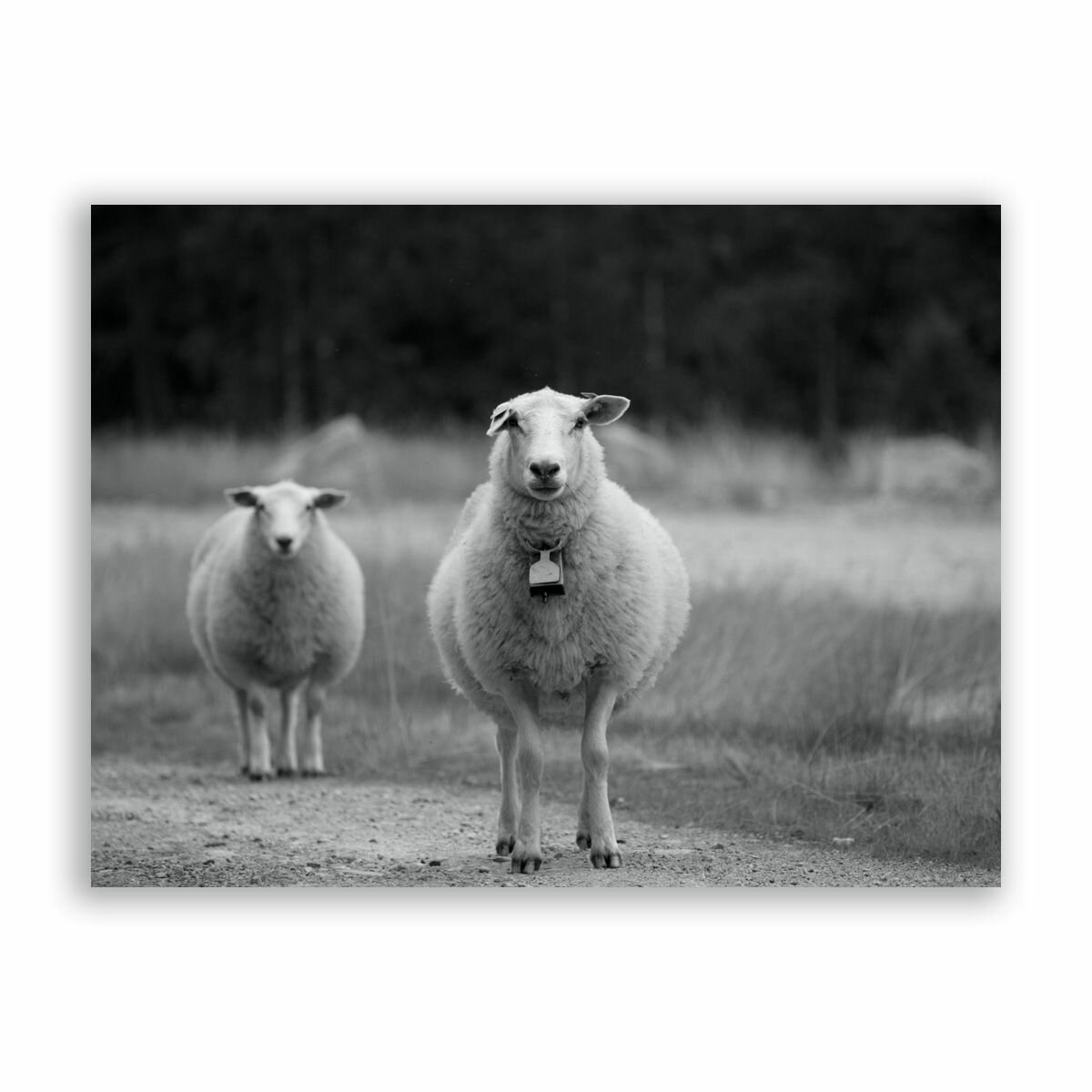 Постер, плакат на бумаге / Овцы / Размер 30 x 40 см