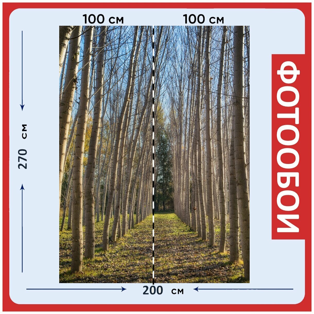 Фотообои "Роща, стволы, лес" 200x270 см. флизелиновыена стену