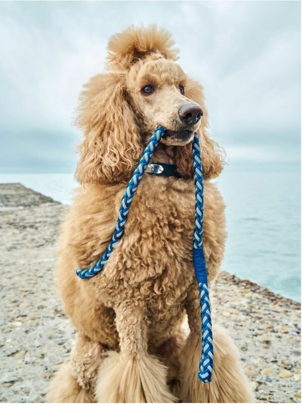 Поводок для собак Japan Premium Pet особо прочный с усиленным светоотражением, размер L, цвет синий