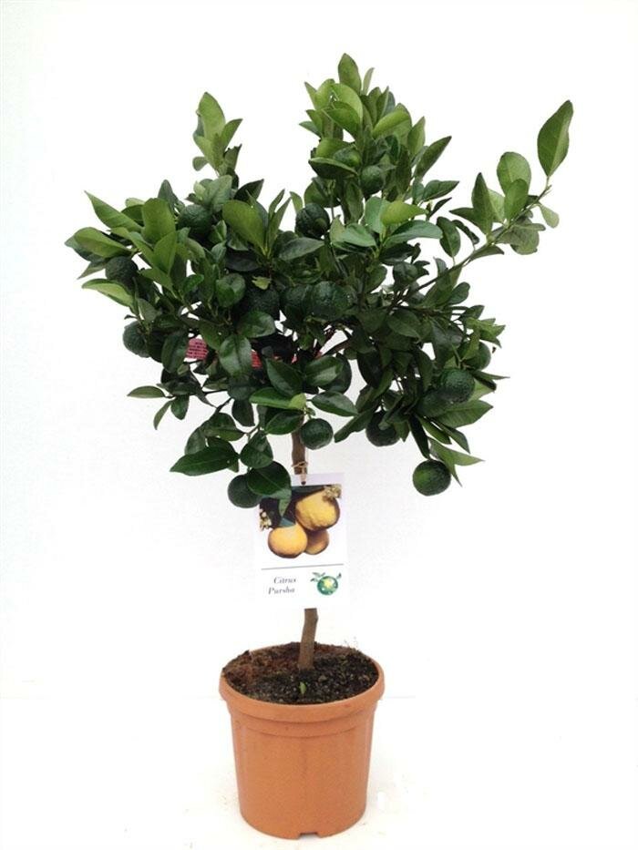 Цитрус Пурша или лиметта - Citrus pursha limetta D24 H100