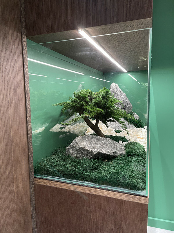 Флорариум с бонсаем в стекле, В 50