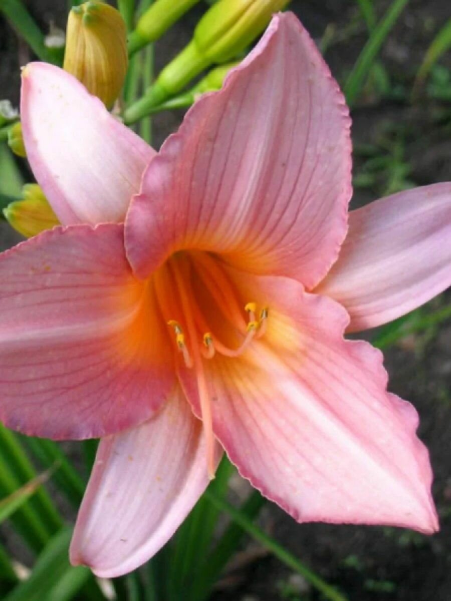 Лилейник Холс Пинк