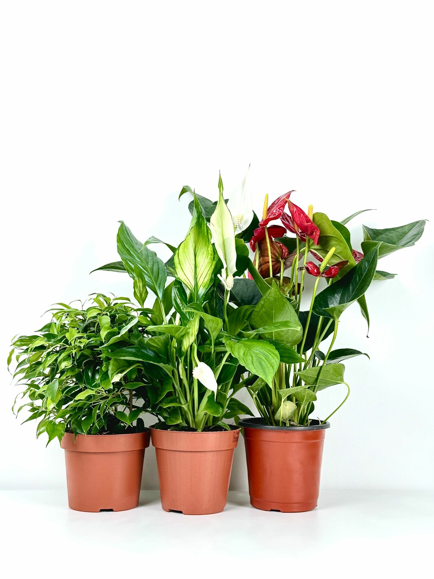 Набор 3 растения Спатифиллум Антуриум Розовый Фикус Бенджамина грин Кинки в горшке D12 (живые растения)