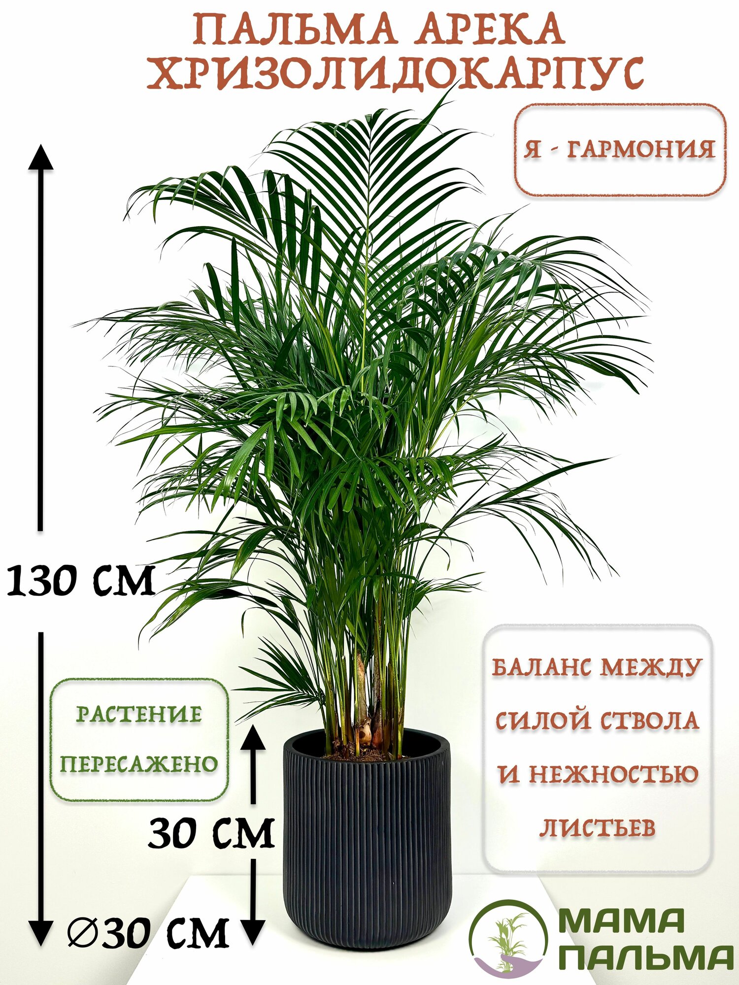 Пальма Арека Хризолидокарпус в кашпо JET цилиндр черный Антрацит высота 130 см