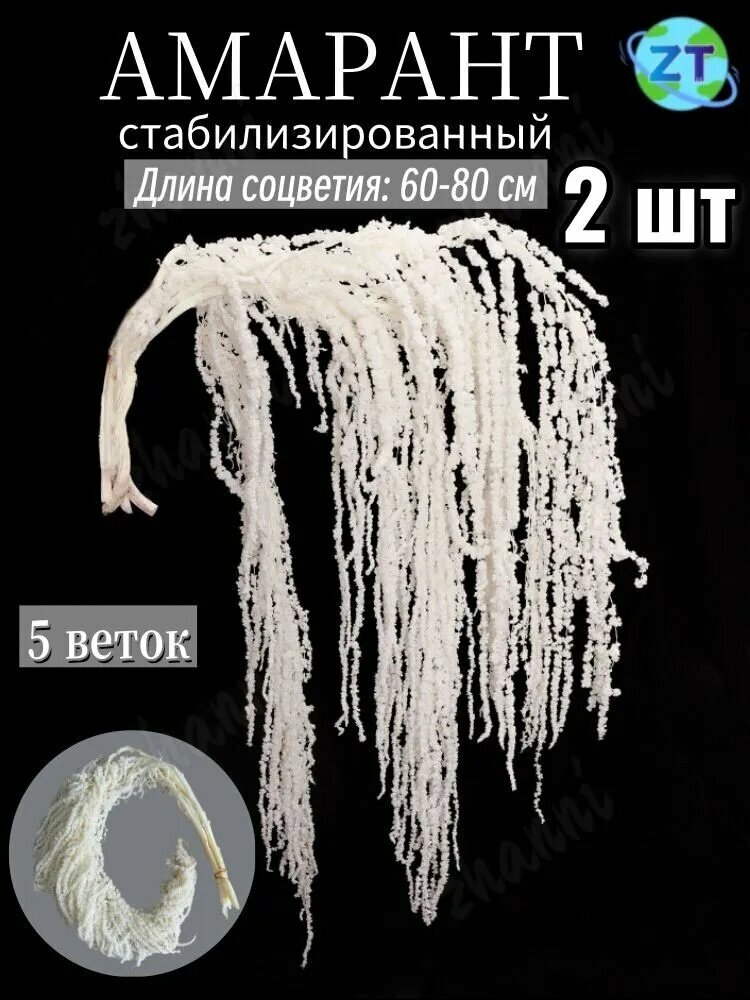 Стабилизированные цветы Амарант, 80 см, 2 шт