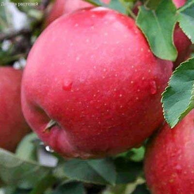 Яблоня Чемпион/Осенняя (1 саженец), Россия