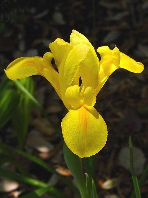 Ирис голландский Голден Бьюти 1 шт.