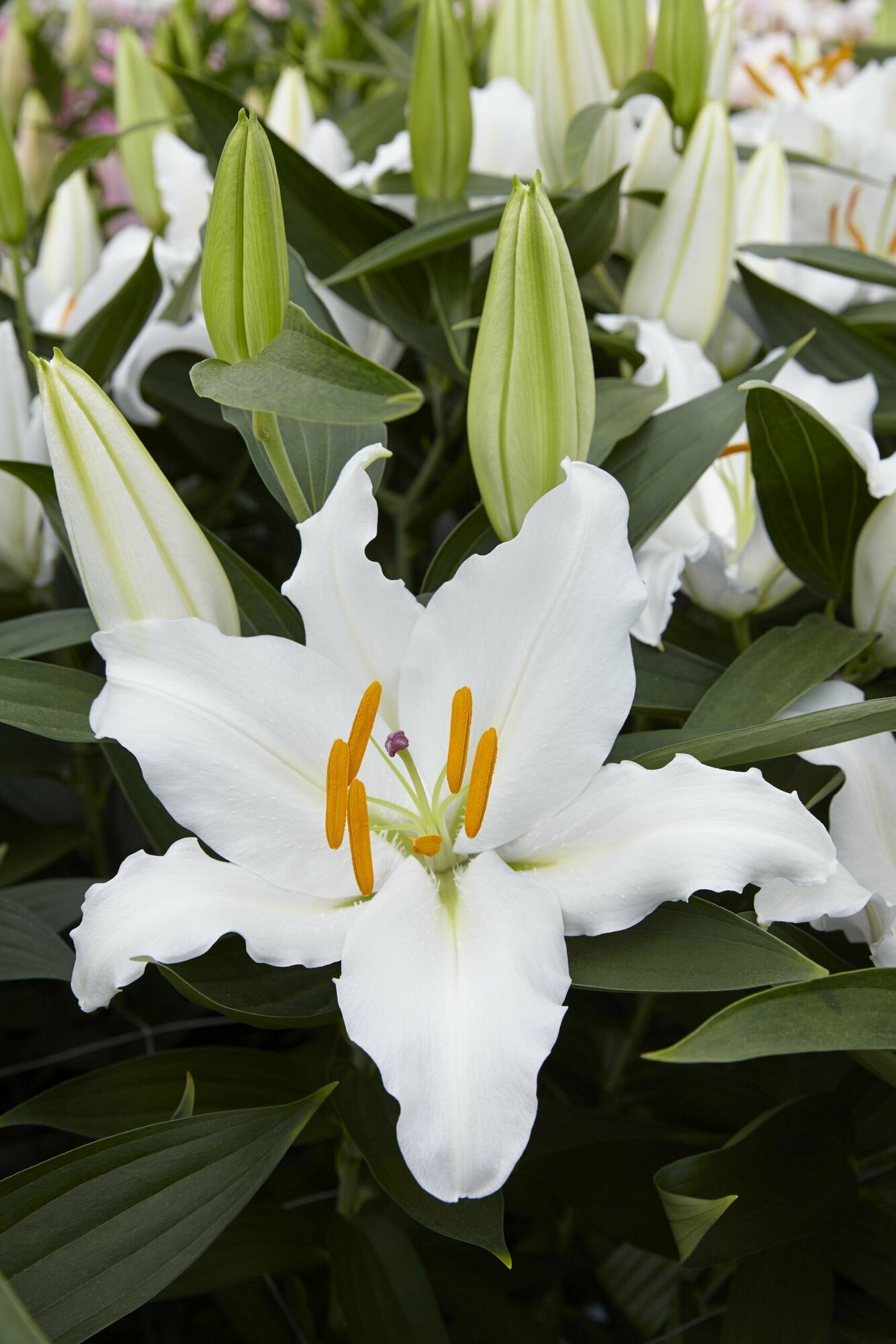 Лилия Фулл Мун 5 шт