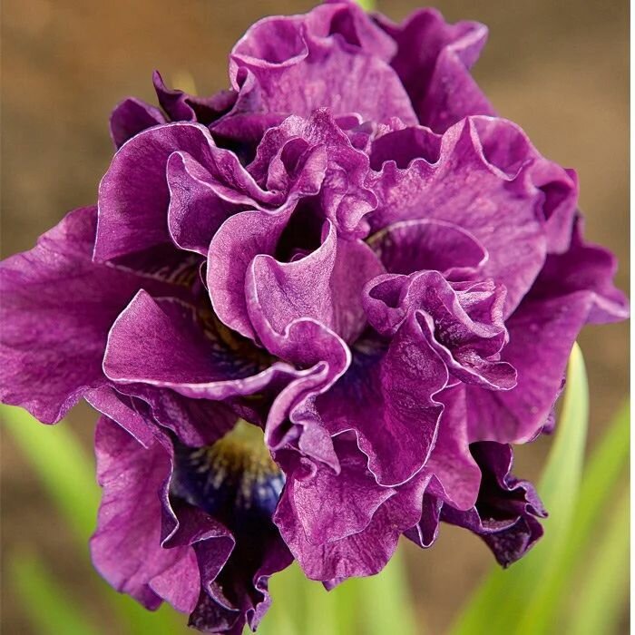 Ирис сибирский Бандл оф Джой луковицы, клубни, корни цветов