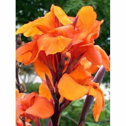 Канна Aranyalom 1 шт. луковицы, клубни, корни цветов