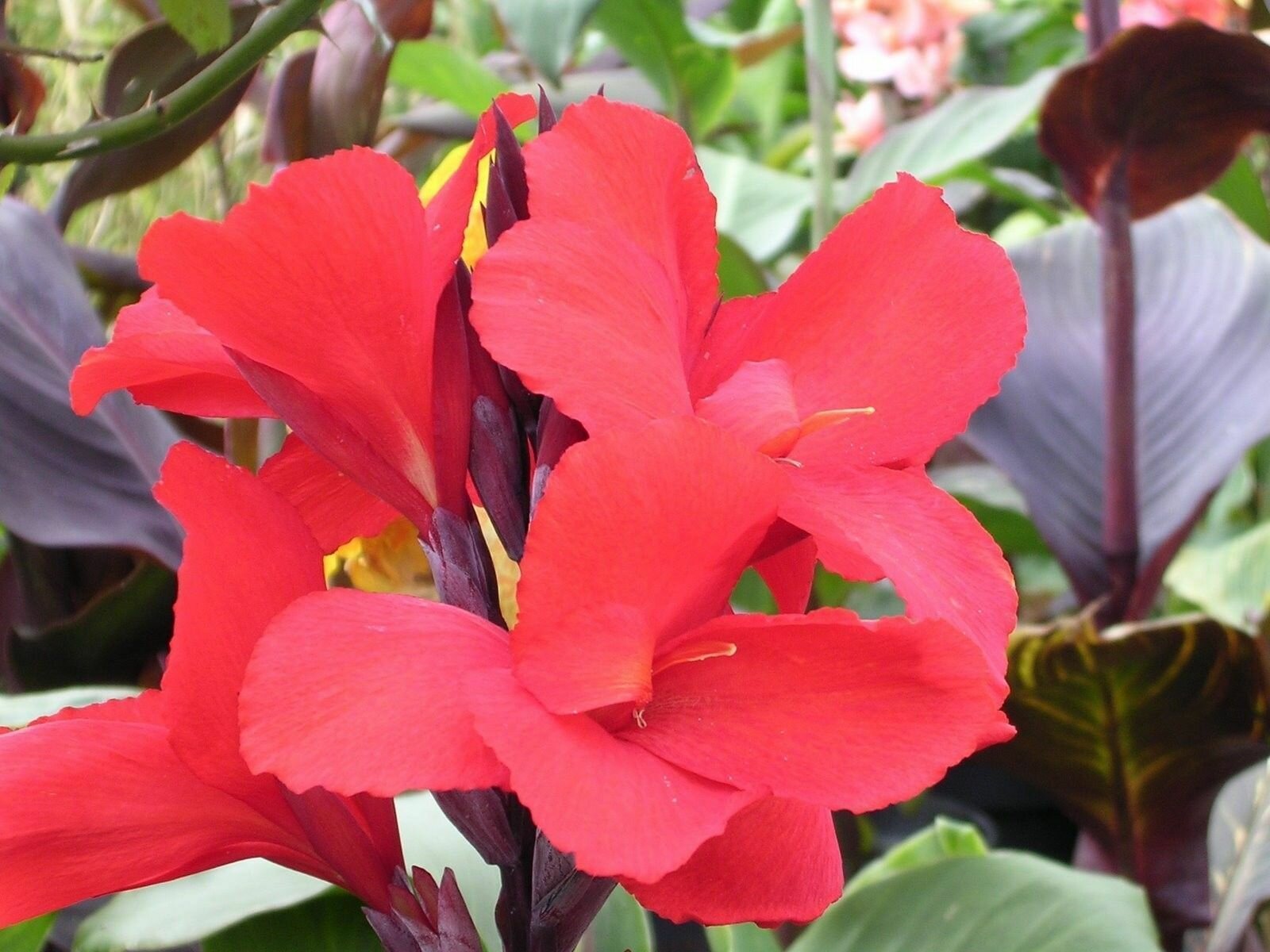 Канна Futurity Red 1 шт. луковицы, клубни, корни цветов