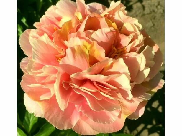 Пион Трифена Паркин 1 шт