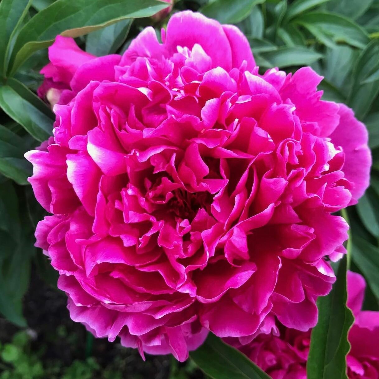 Пион Карл Розенфельд 1шт