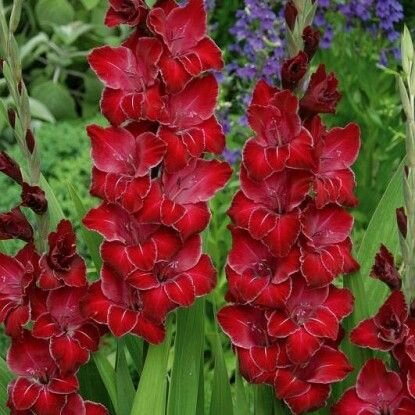 Гладиолус Баккара 1 шт