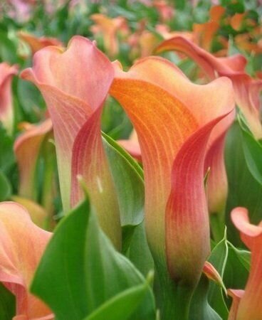 Калла Мерседес 1шт