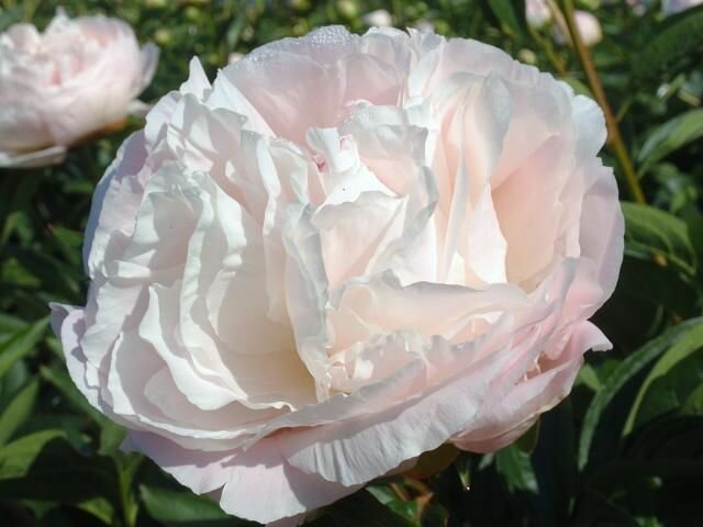 Пион Omeo Snow 1 шт.