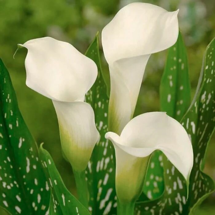 Калла Капитан Вентура 1шт