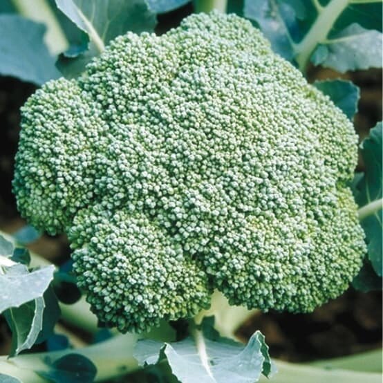 Капуста брокколи Лорд F1 (Голландия) Н19 (10 шт.), Гавриш, Россия