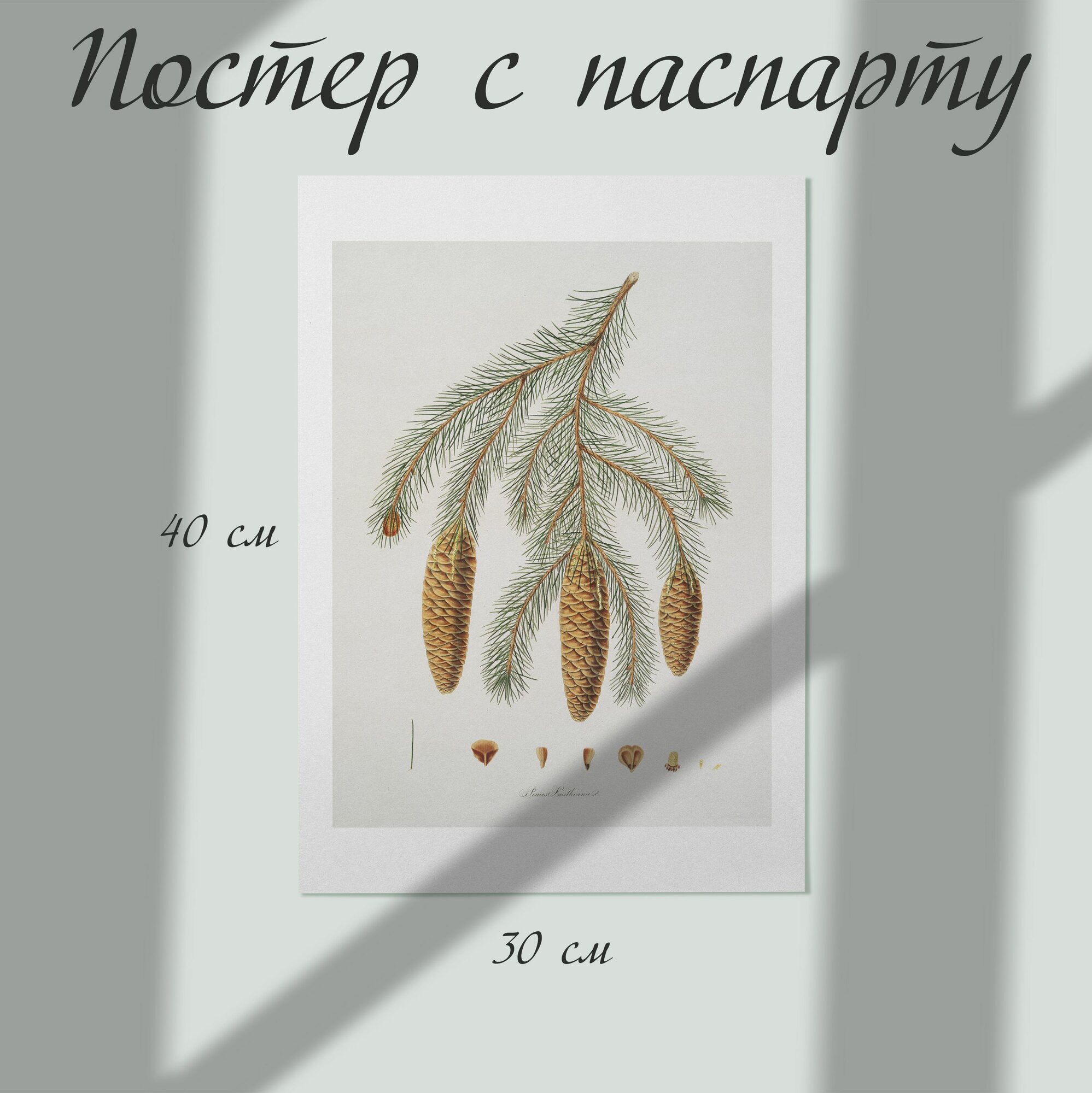 Постер с паспарту, 30*40 см (без рамки)