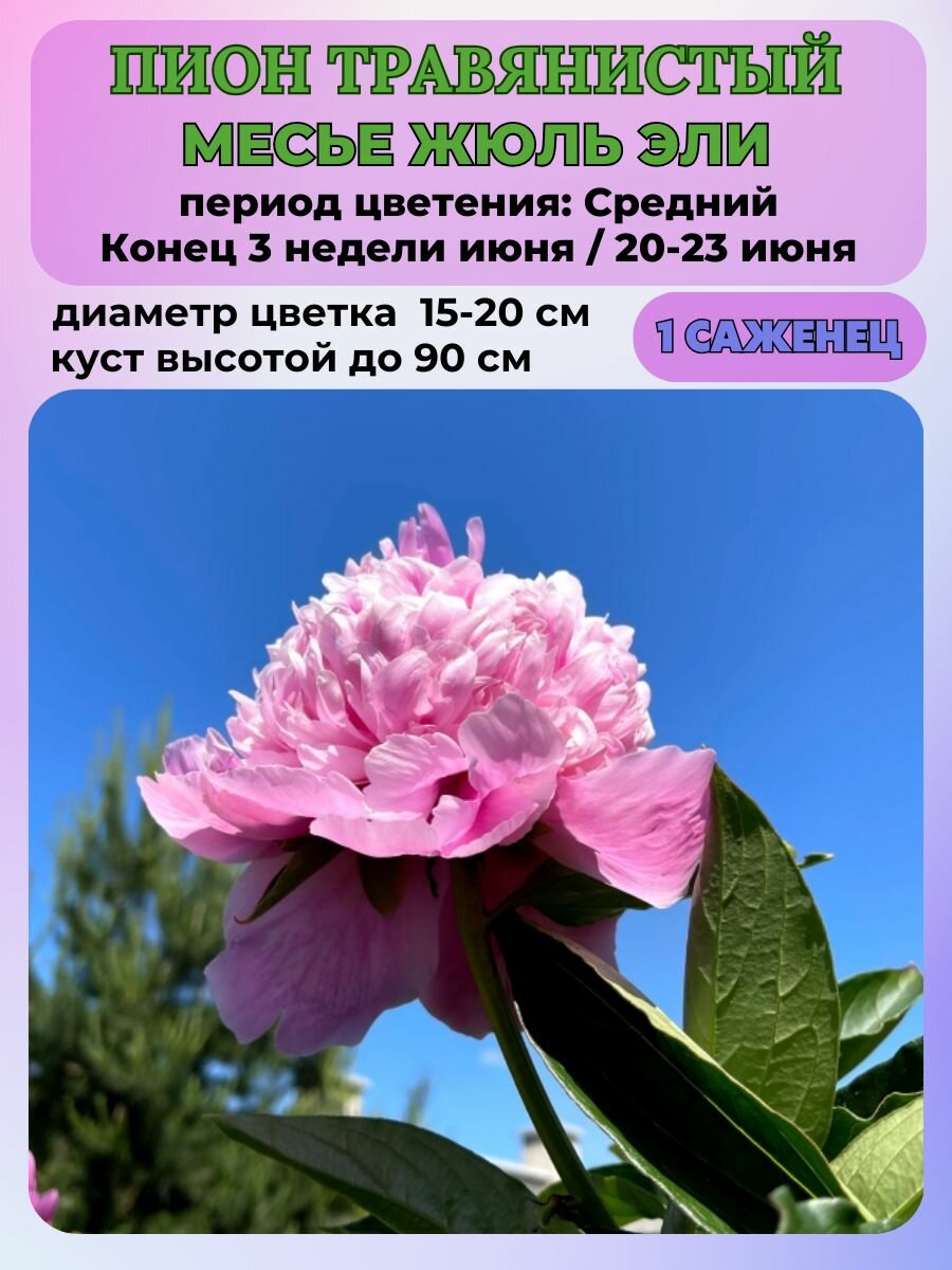 Пион травянистый Месье Жюль Эли, корень 1 штука